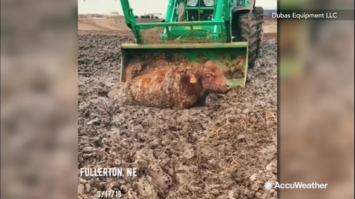 Incredible footage of delicate tractor operation to save cow stuck in ...