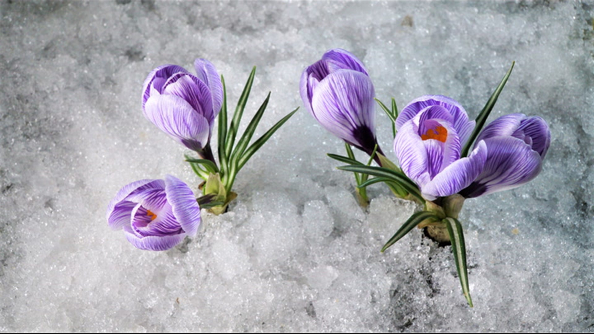 Spring is coming earlier in the U.S. this year than it has since 1896 ...