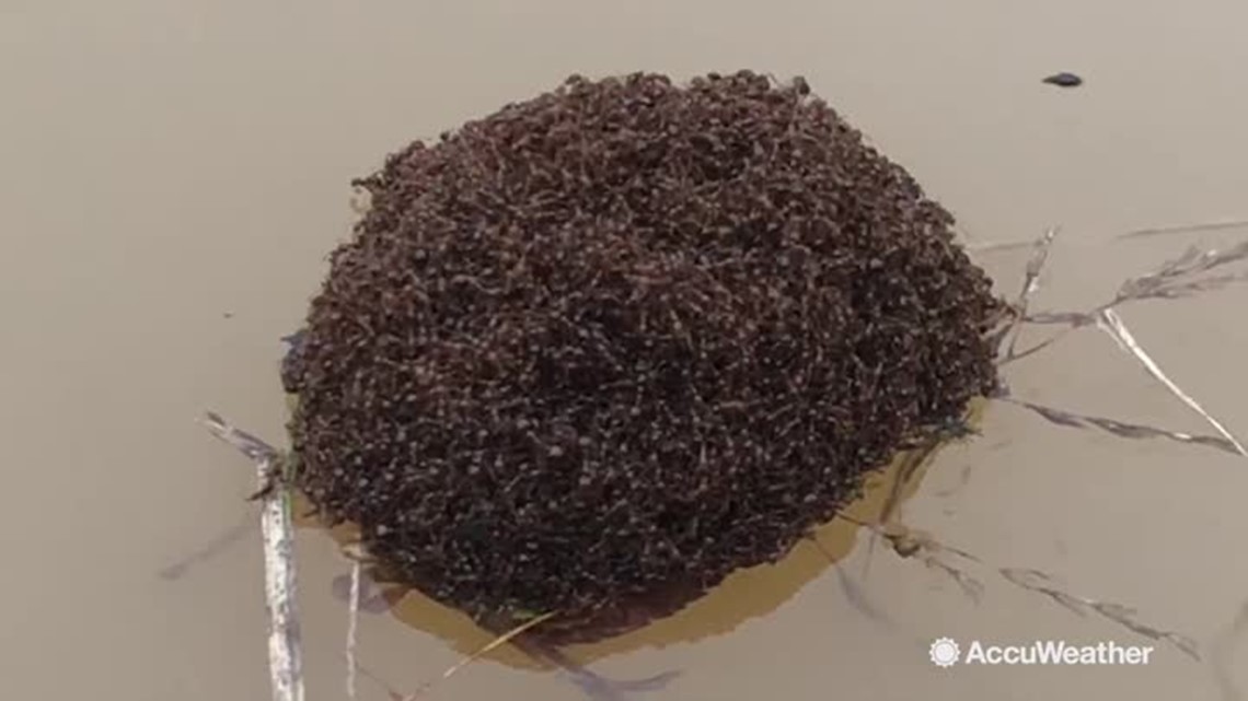 Fire ants create living, breathing raft on floodwaters | 12newsnow.com
