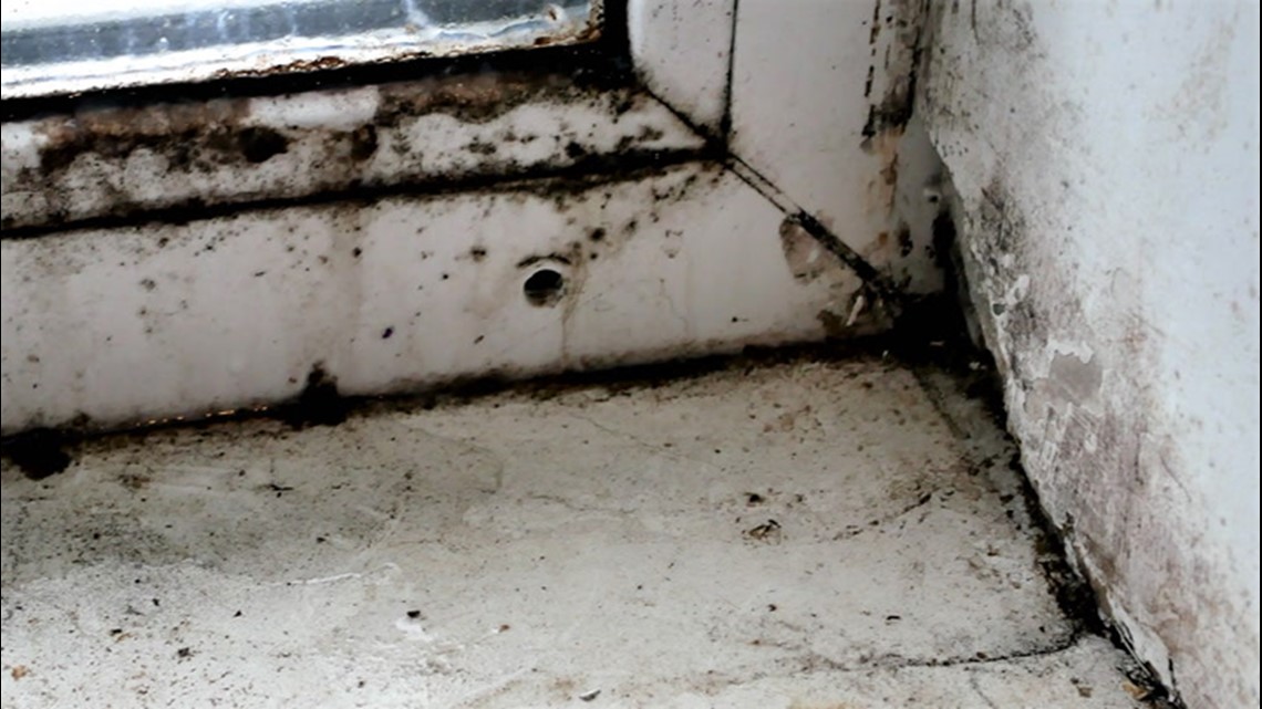 How humidity can cause mold growth | 12newsnow.com