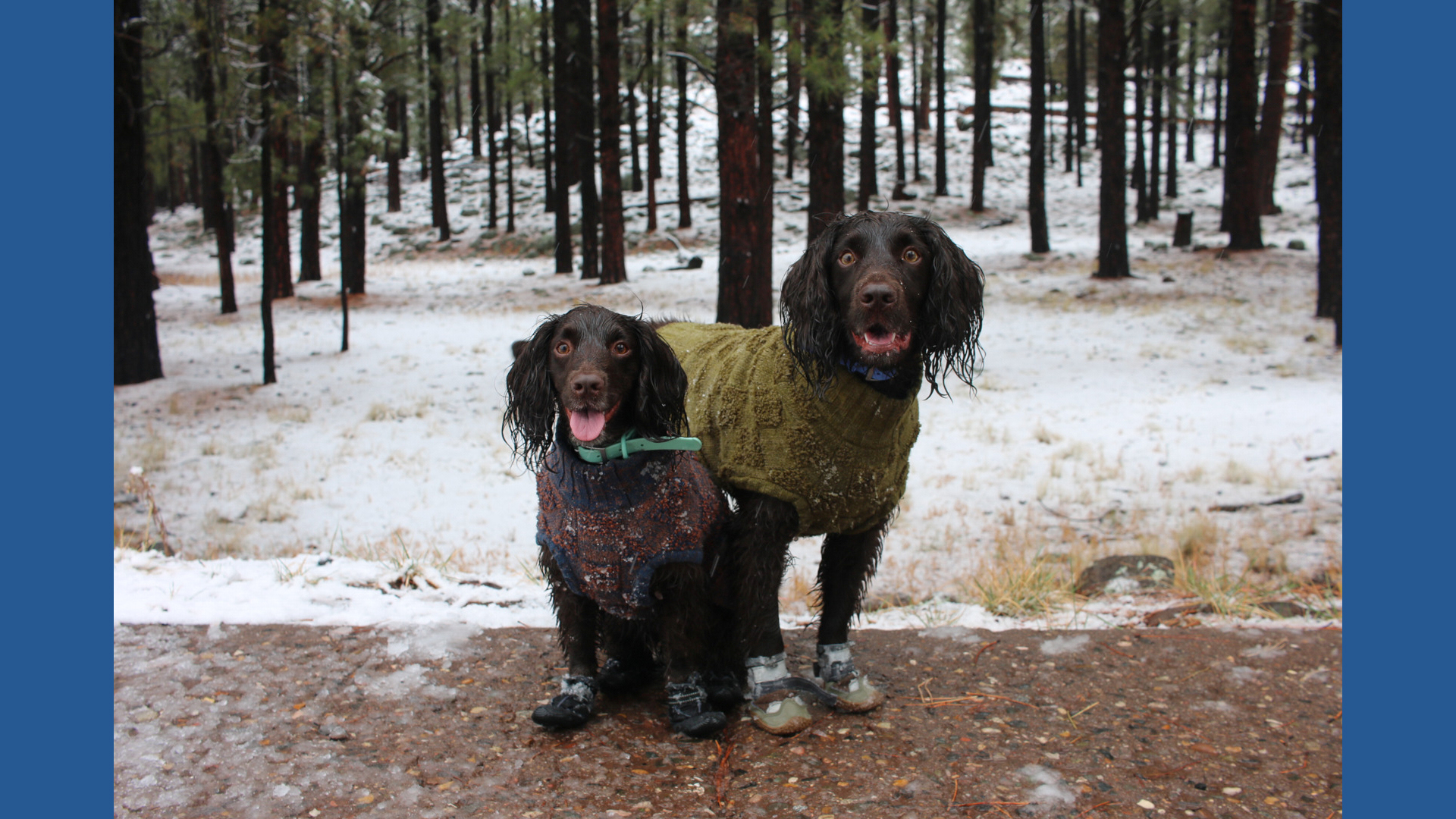 How cold is too cold for your dog? | 12newsnow.com