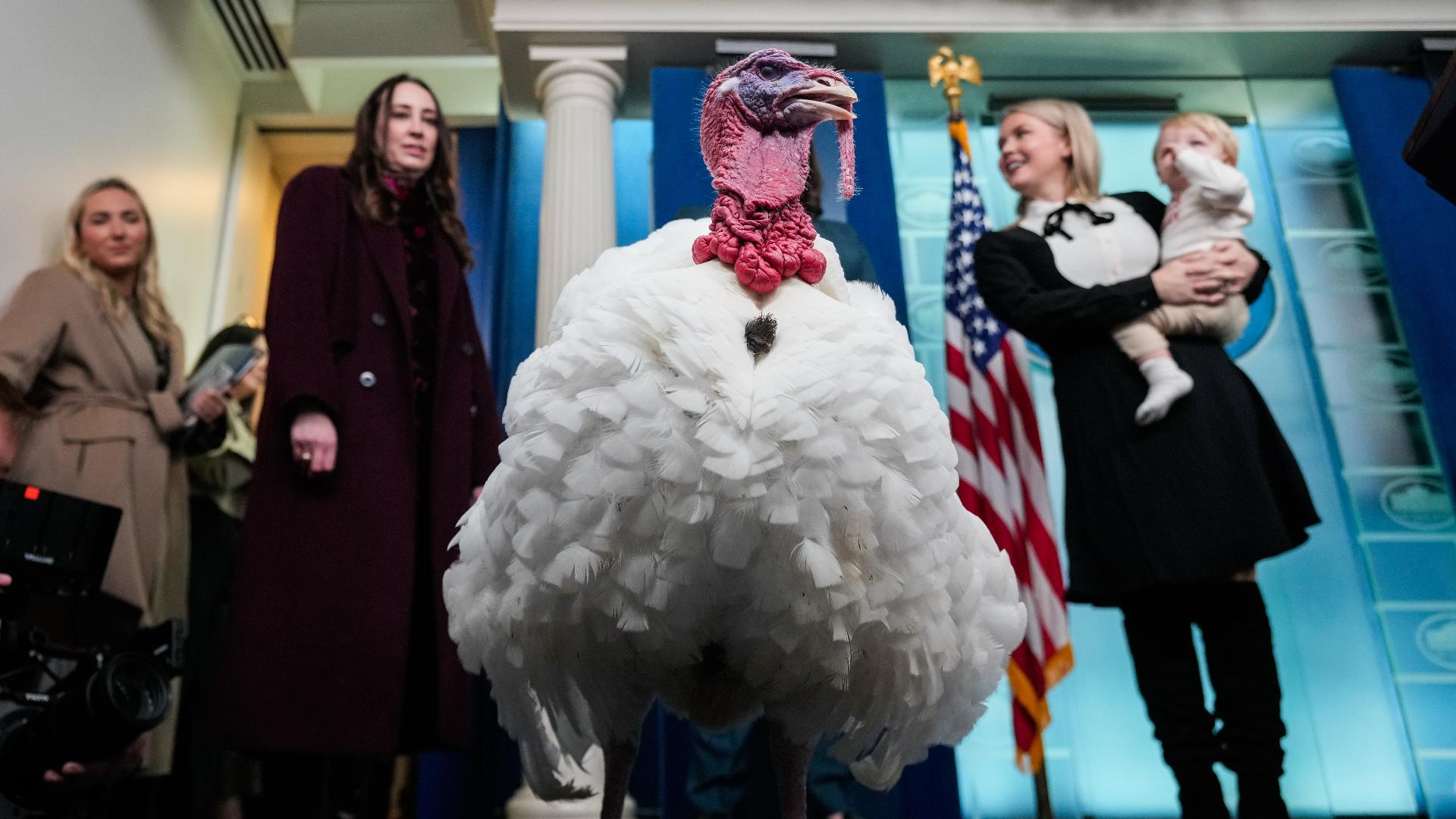 Trump grants reprieve to 'Waddle' and 'Gobble' in pre-Thanksgiving ...