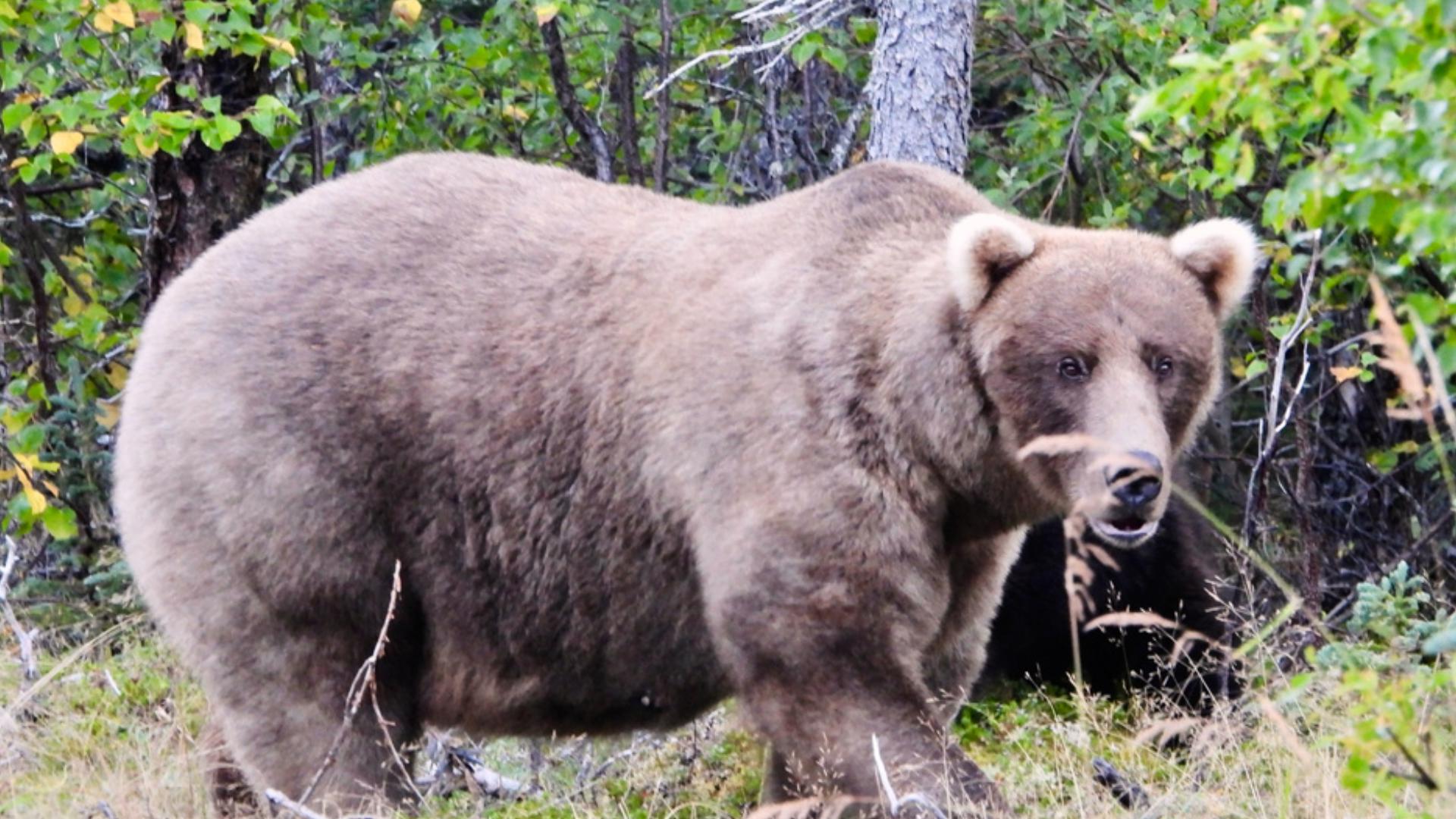 Fat Bear Week 2025 competitors: From broken-jawed chunk to defending ...