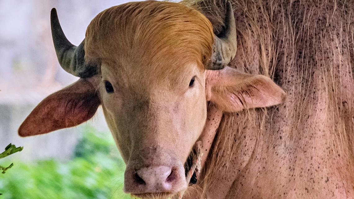 Buffalo named 'Donald Trump' for its golden locks is a sensation at a ...