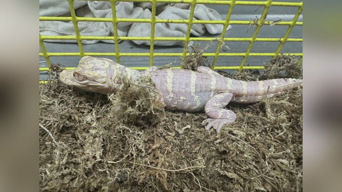Rare albino alligators join Gator Country | 12newsnow.com