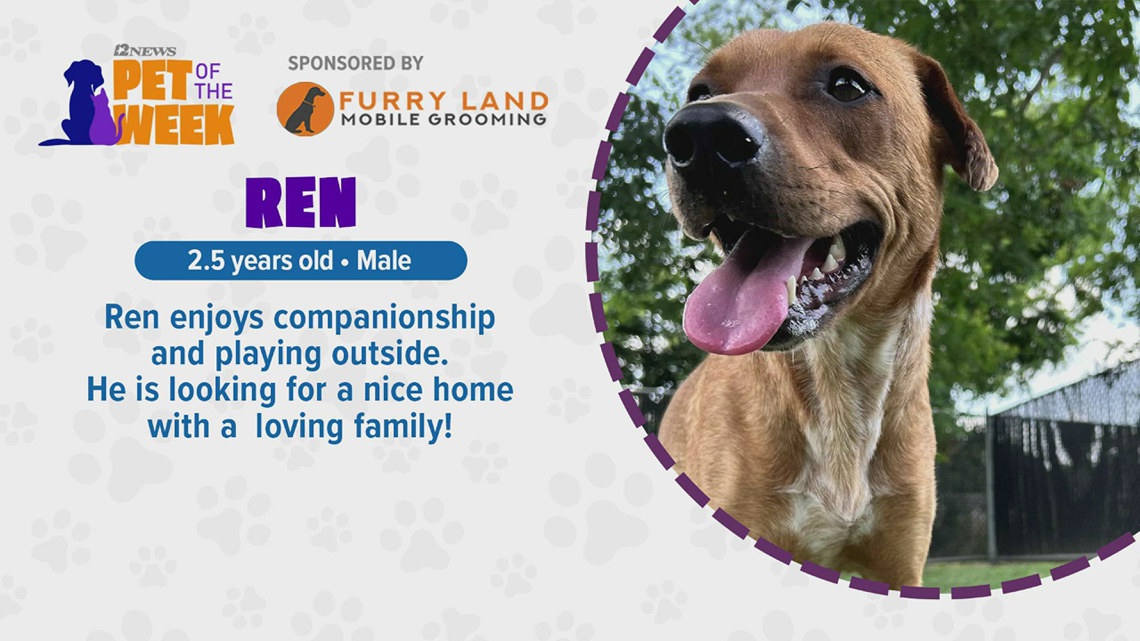 Ren is an Australian Cattle Dog & Pet of the Week who's looking for a ...