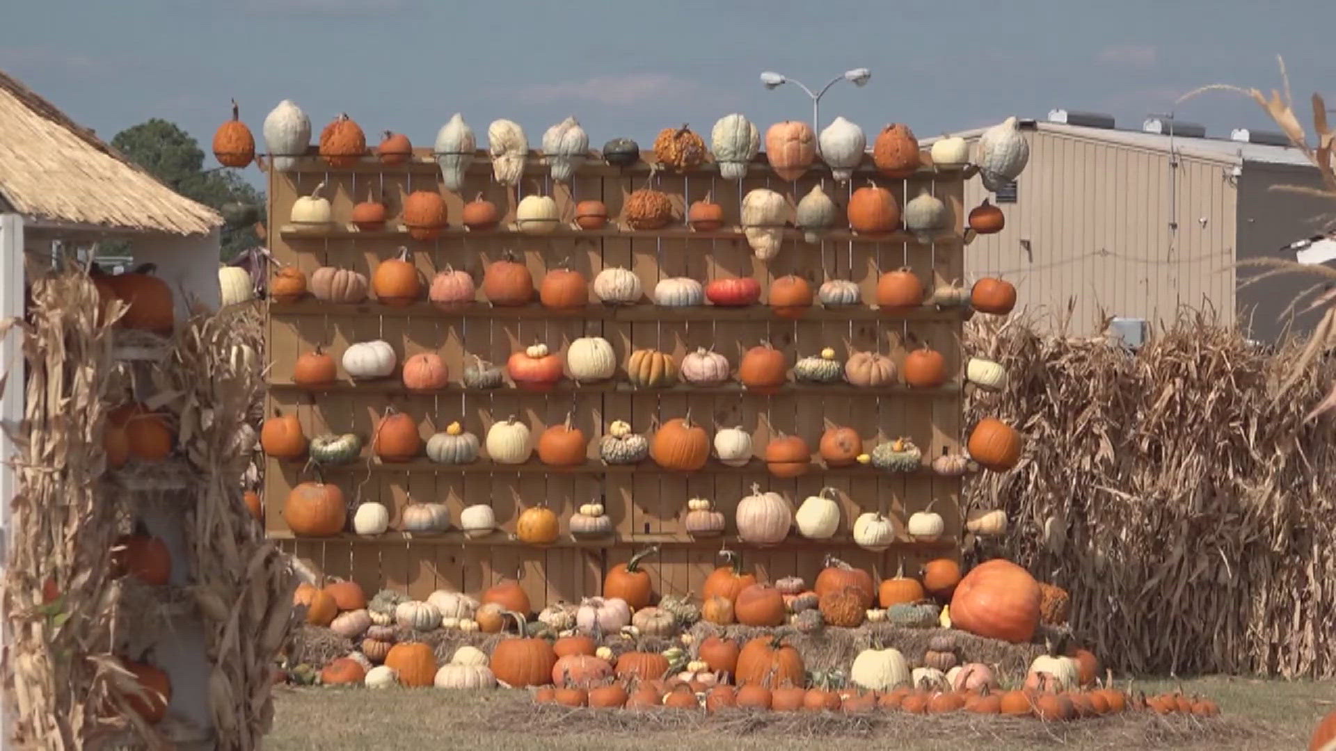 Orangetober Festival 2025: Free Pumpkins & Live Shows | 12newsnow.com