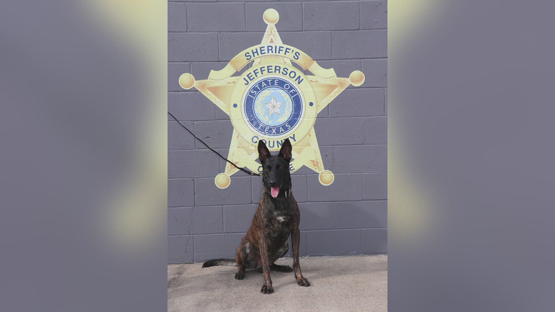 Jefferson County Sheriff’s Office welcomes new K-9 Odin | 12newsnow.com