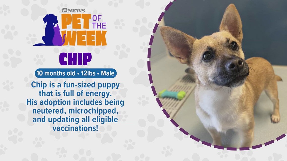 Pet of the Week puppy Chip is a fun-sized, full of energy, ready for a ...