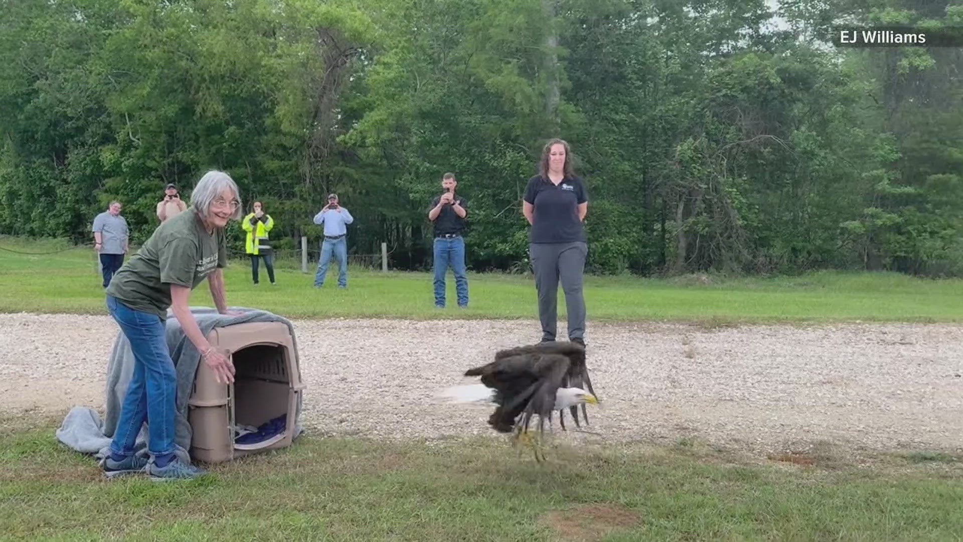 Bald eagle returns to wild after fishing line injury recovery ...