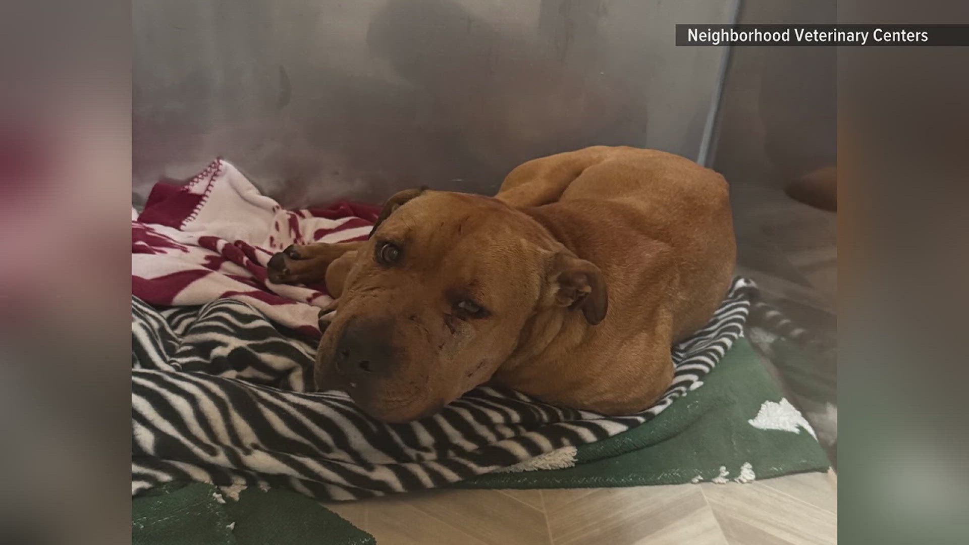 Dogs vanish from property amid Newton County's 'Operation Pitbull ...
