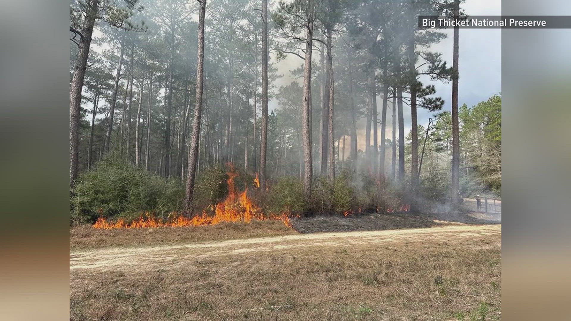 Prescribed burn of 3,461 acres at Big Thicket National Preserve begins ...