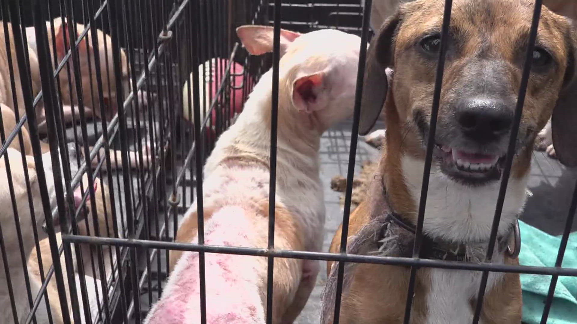 Beaumont nonprofit calls for spay-neuter ordinance to stop pet dumping ...