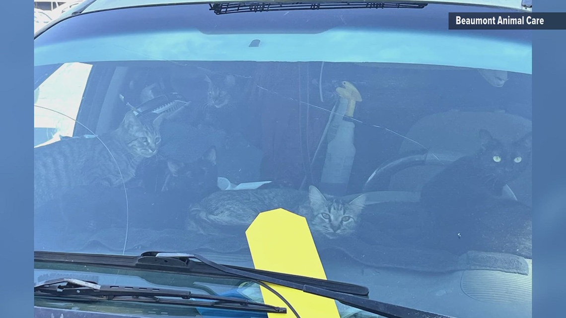 25 cats removed from van at Beaumont H-E-B parking lot | 12newsnow.com