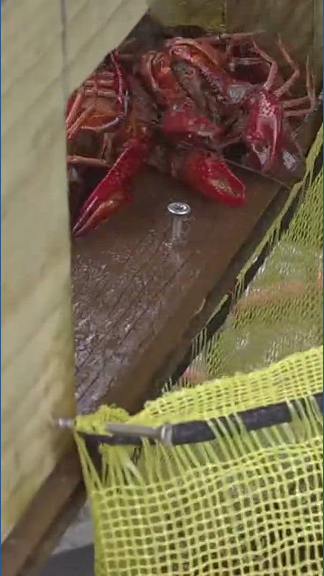It’s crawfish time | Early season brings big demand across Southeast ...