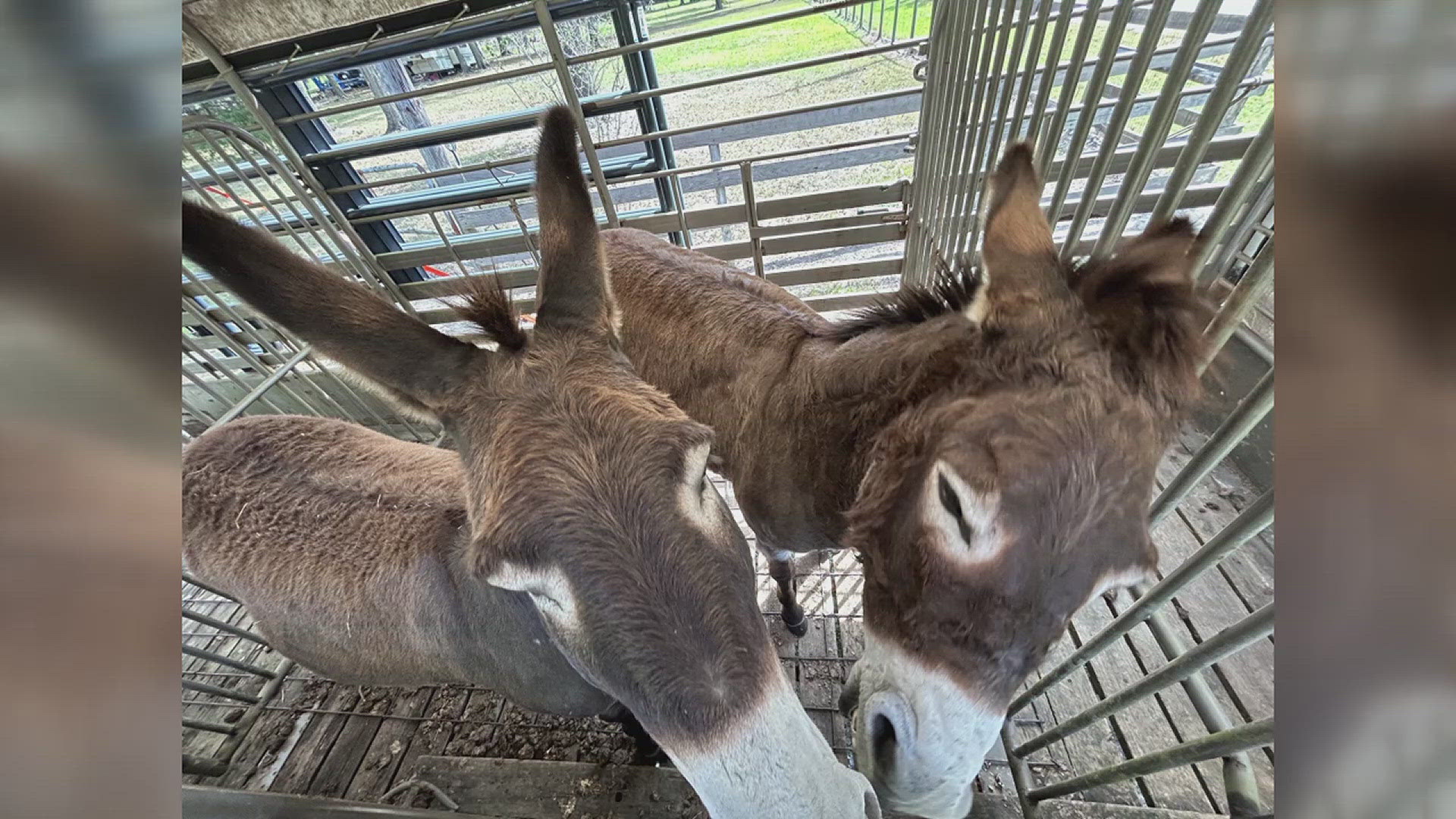 Chick-fil-A launches its first-ever vending machine | 12newsnow.com