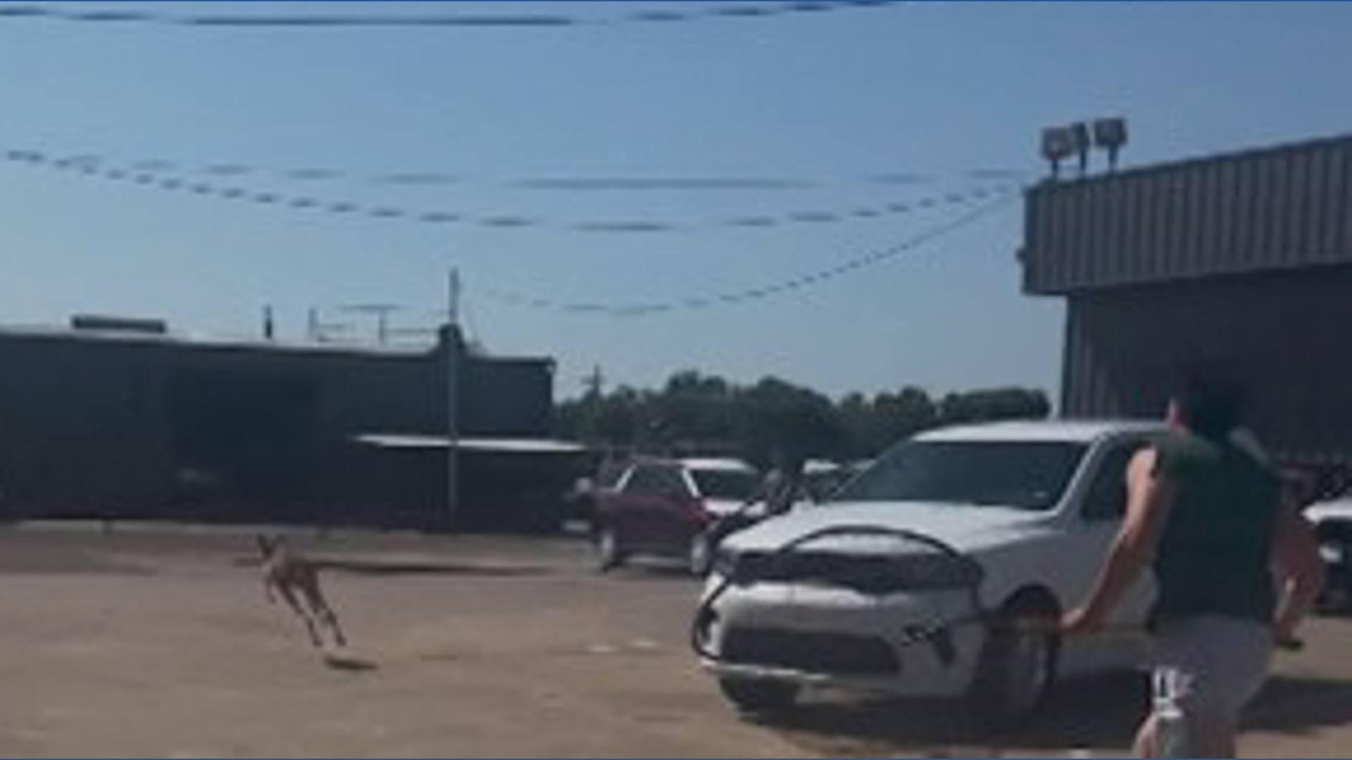Waco police pursue kangaroo | 12newsnow.com