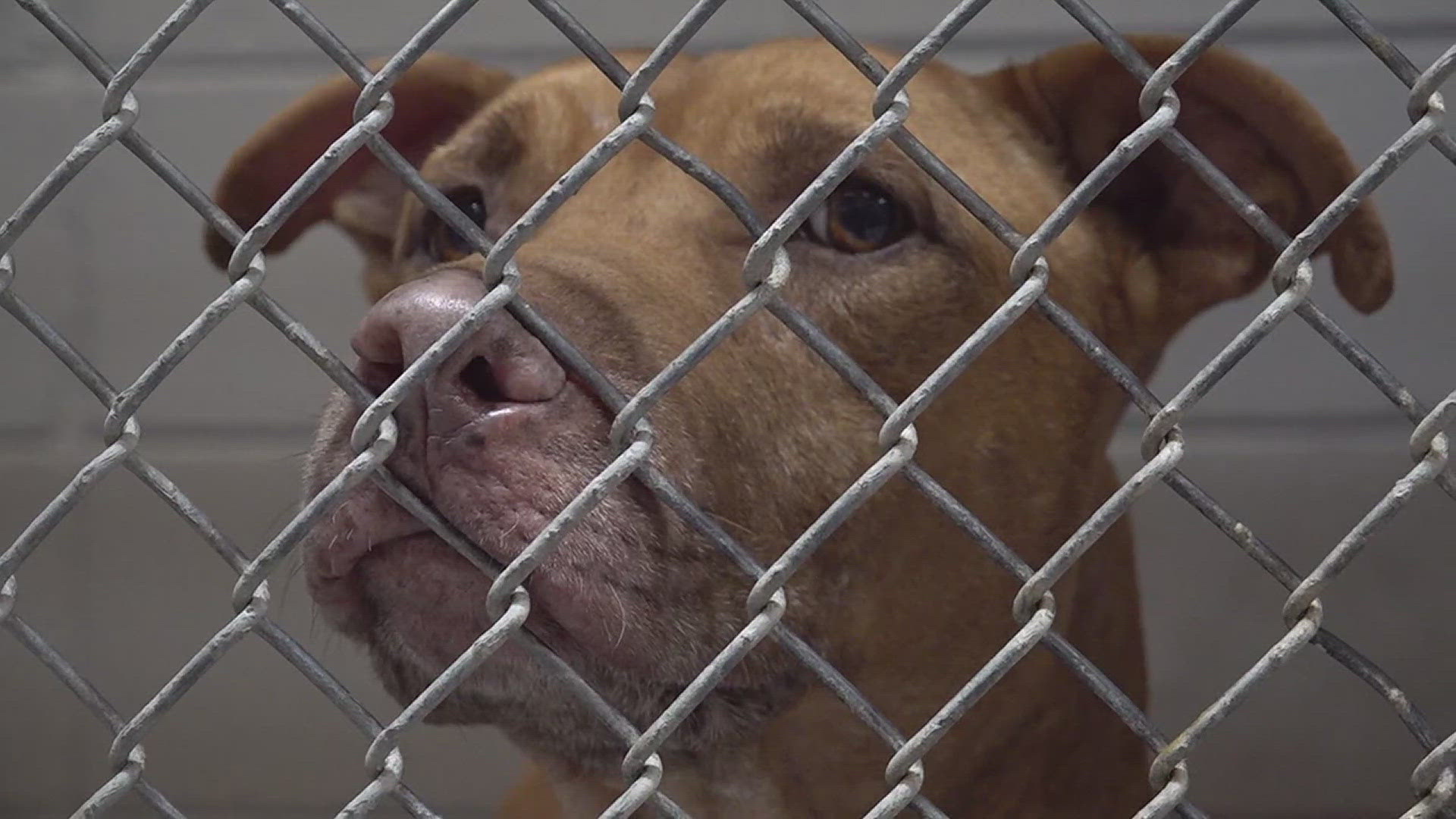 Join Year 11 of Clear The Shelters in August 2025 | 12newsnow.com