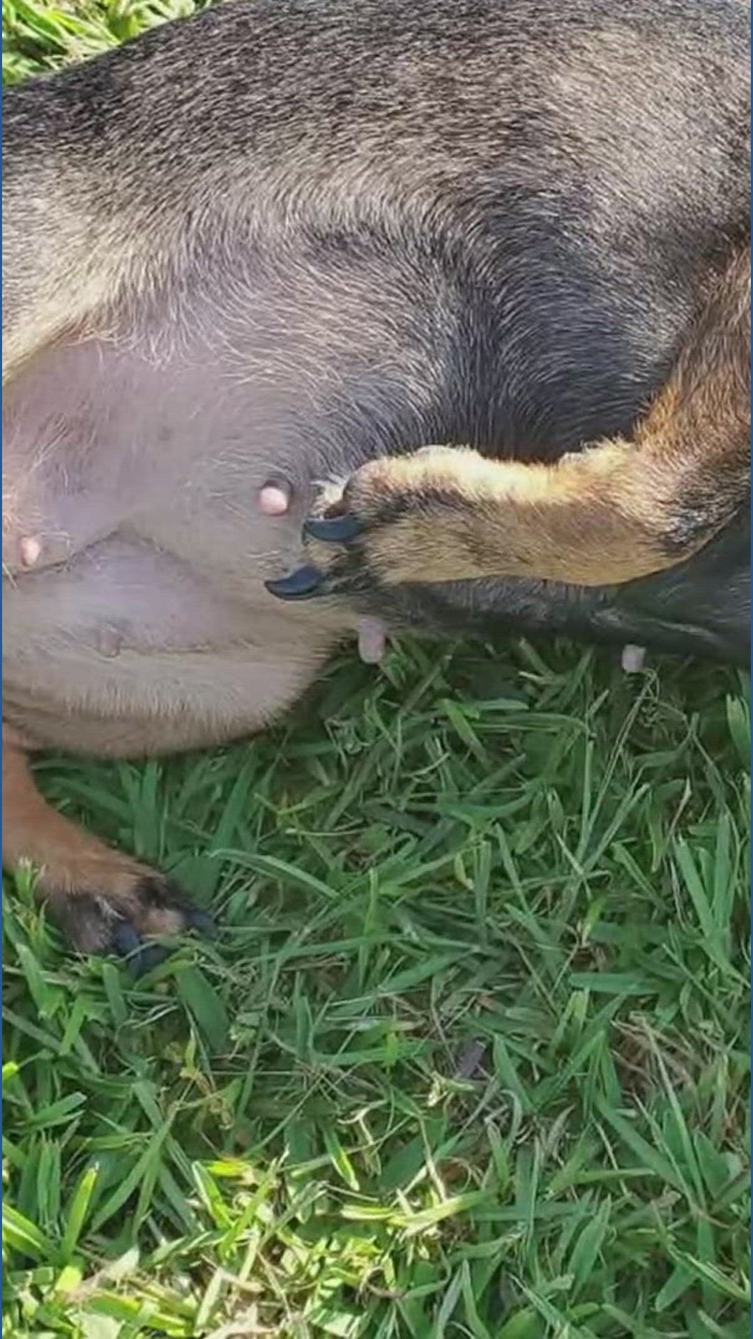 Pine Forest woman's pet killed by dogs prompts leash law investigation ...