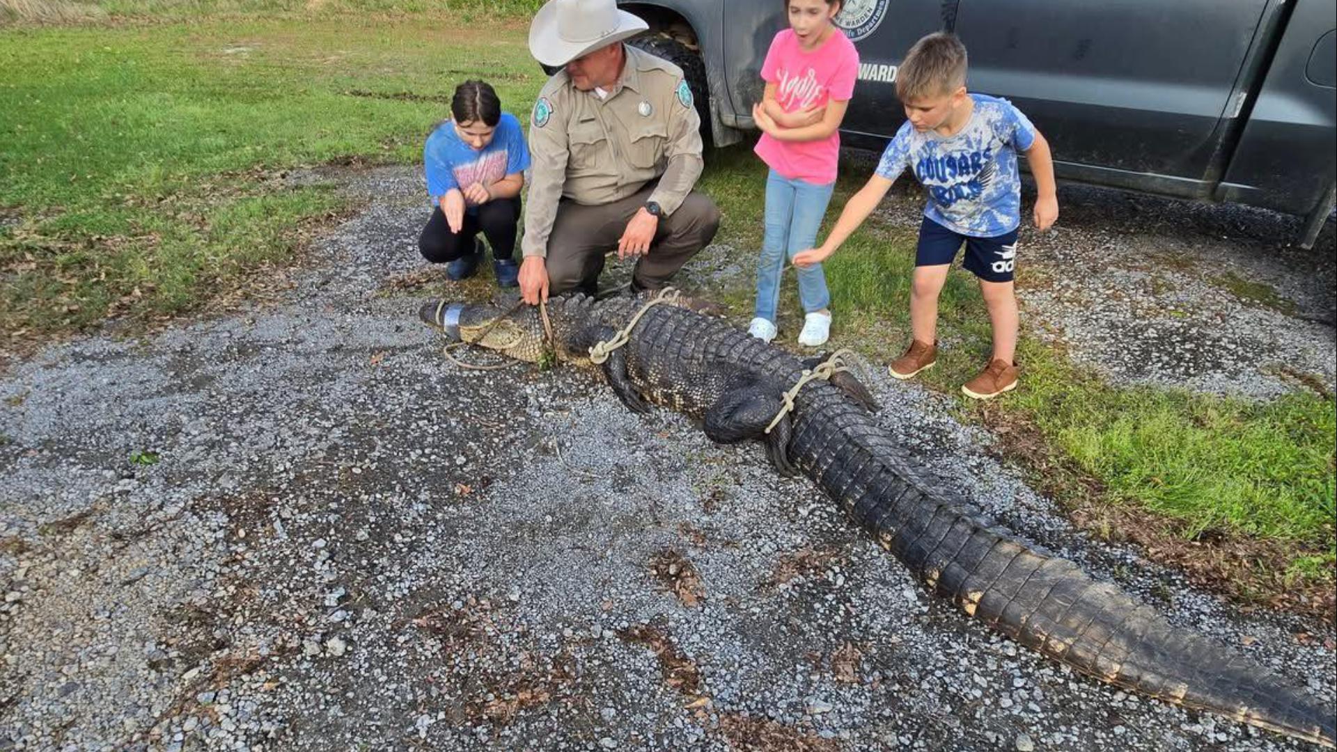 Officials capture massive gator south of Buna | 12newsnow.com