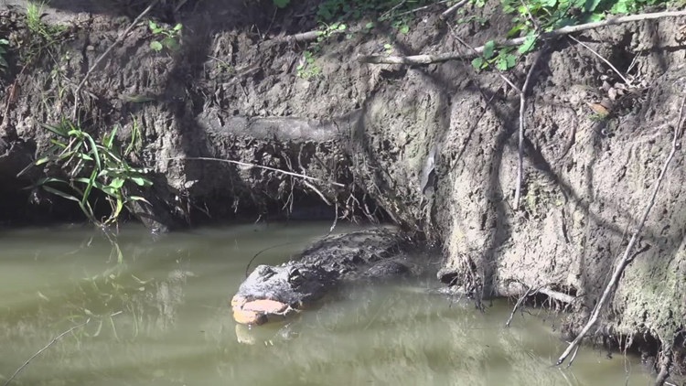 Meet the Team | 12News KBMT-KJAC | Beaumont, Texas | 12newsnow.com