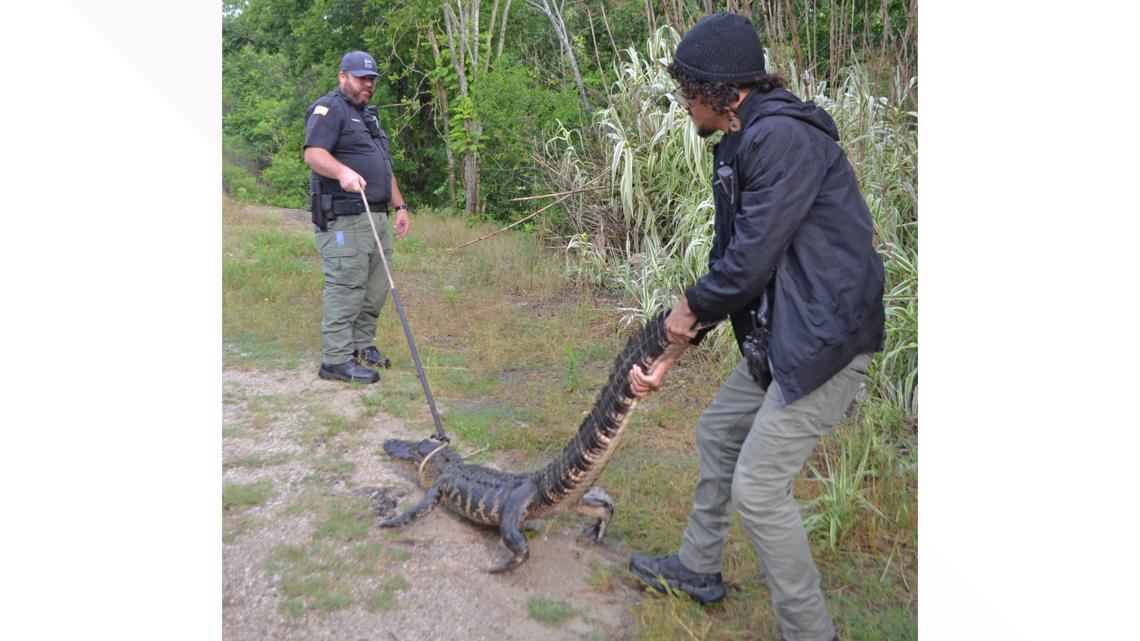 6-foot caught gator caught on downtown Beaumont street | 12newsnow.com