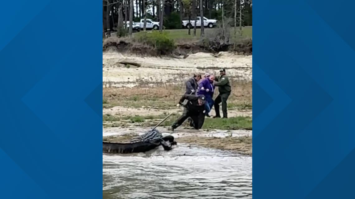 Gator Country Goes Big with 13-Foot New Resident” | 12newsnow.com