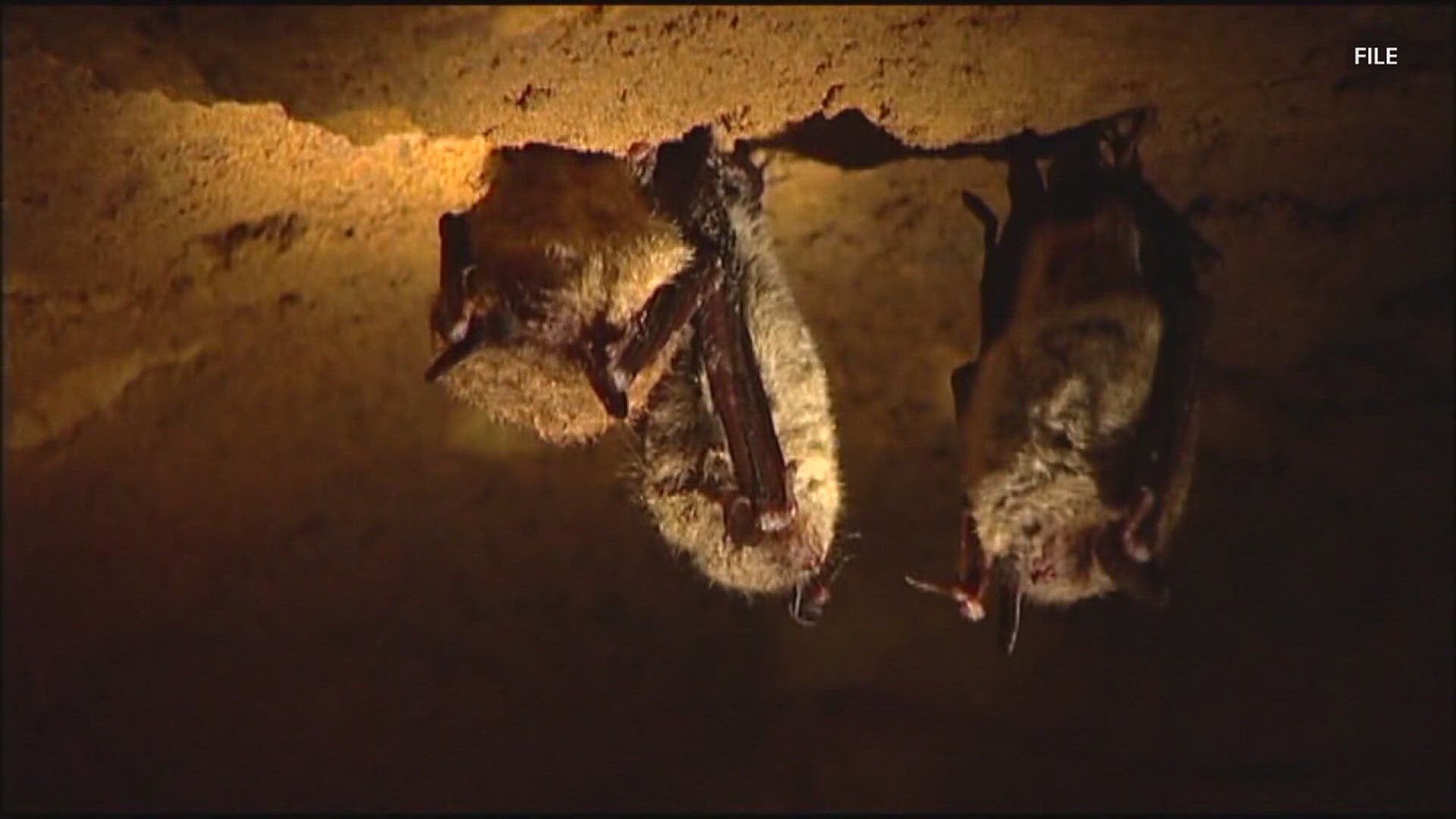 Bats discovered again at Buna High School | 12newsnow.com