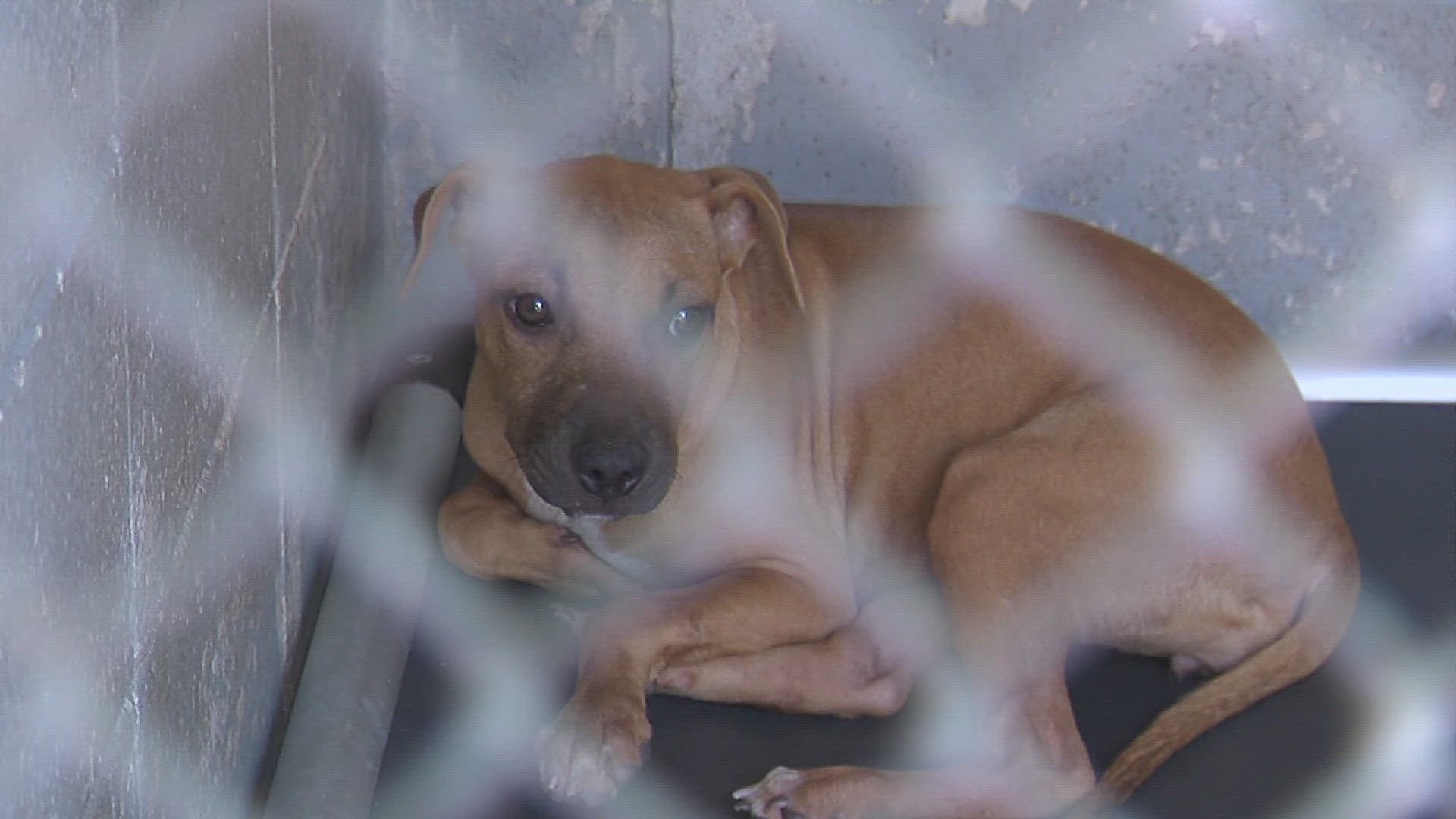 Judge awards custody of 32 dogs to Beaumont Animal Care in suspected ...