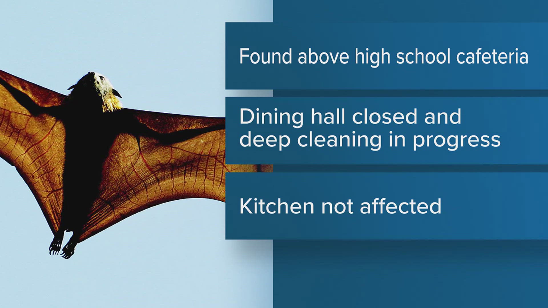 Bats discovered once again at Buna High School | 12newsnow.com