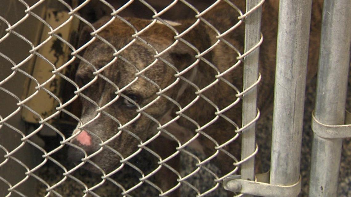 32 dogs rescued in suspected fighting operation on Pine Street in ...