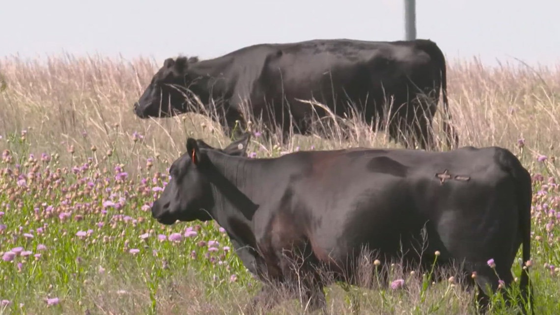 State officials warn screw-worm outbreak could threaten cattle industry ...