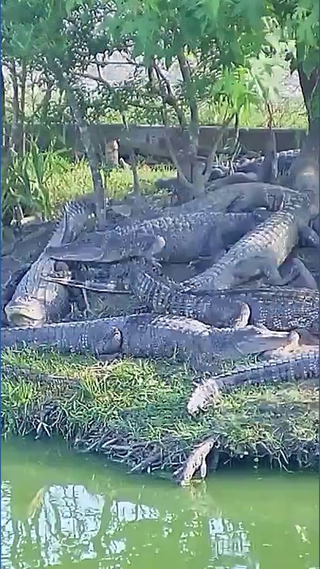 Watch Alligators Live: 12News Gator Cam Launches | 12newsnow.com
