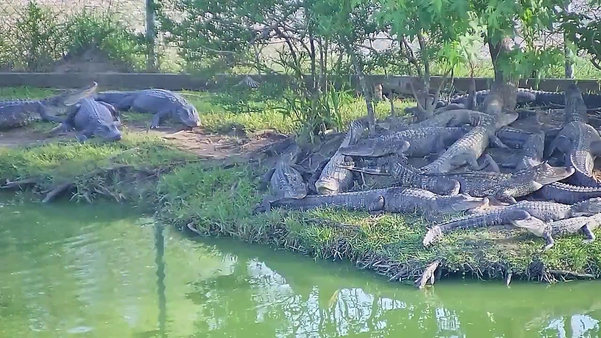 Watch Alligators Live: 12News Gator Cam Launches | 12newsnow.com