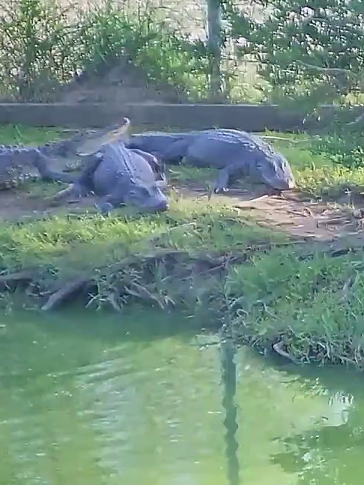 Watch Alligators Live: 12News Gator Cam Launches | 12newsnow.com