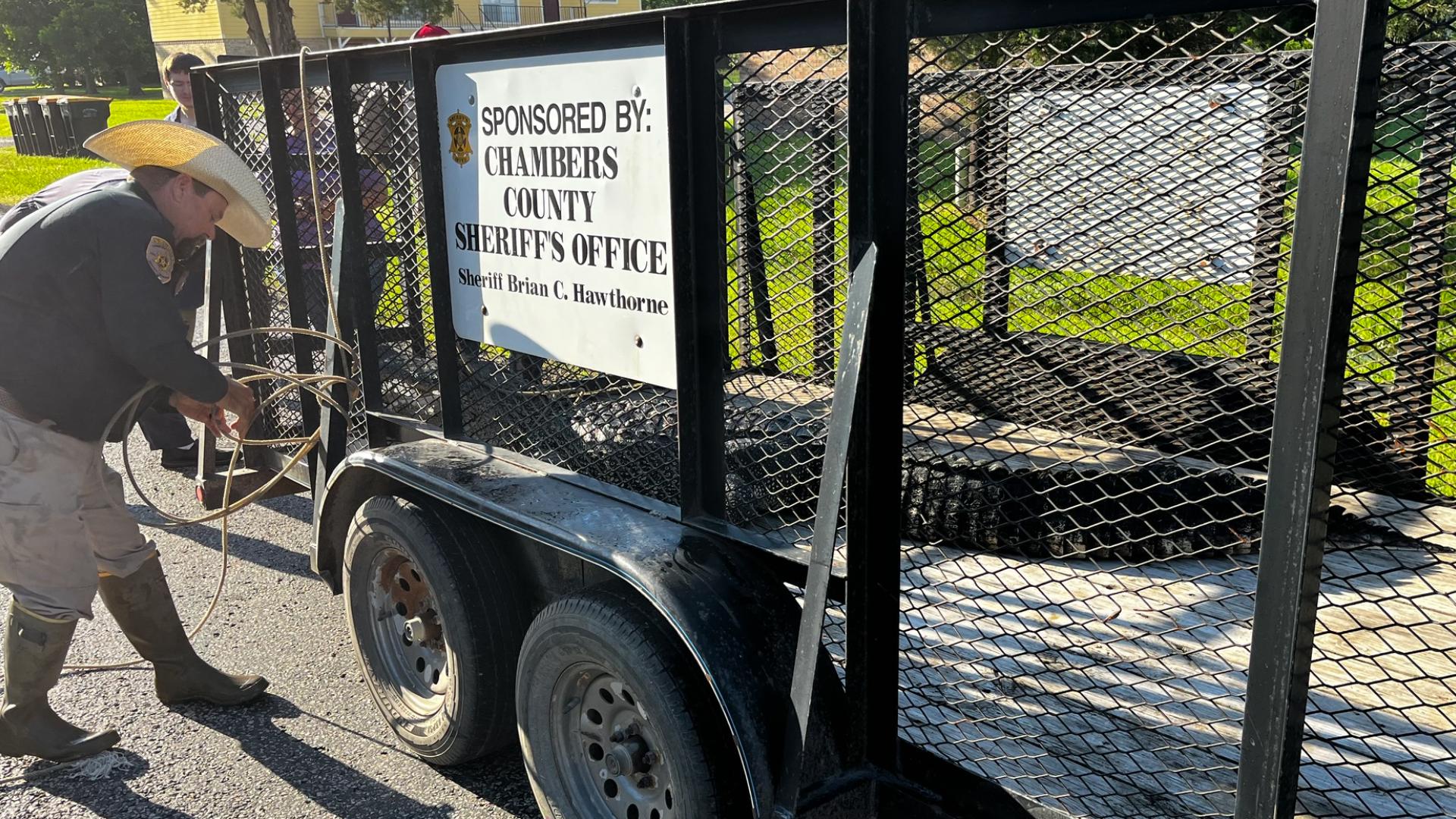 Chambers County deputy wrangles large gator found hanging around near ...