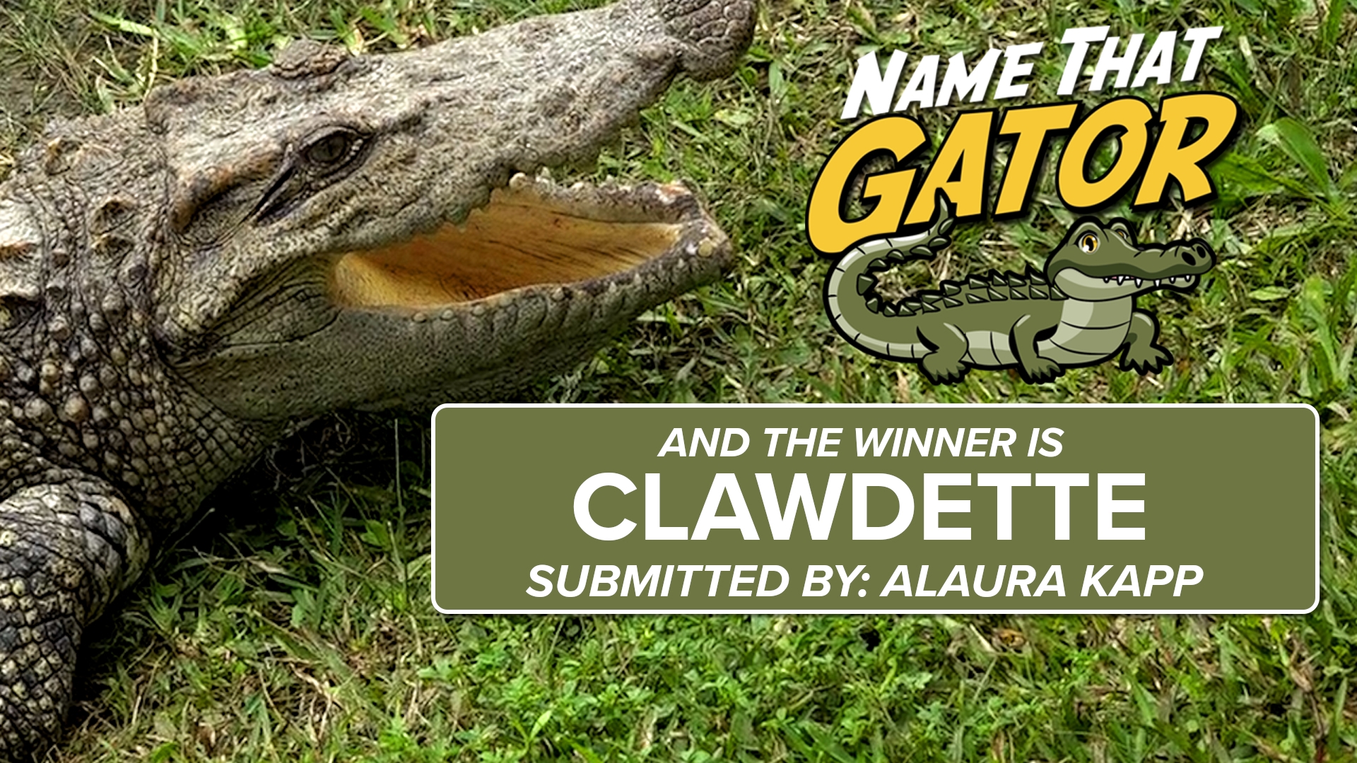 Name a gator, win tickets to Gator Country | 12newsnow.com