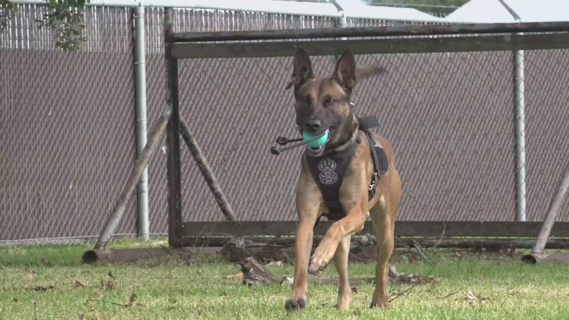 Port Neches Police Department raise $4100 for K9 bullet proof vest ...