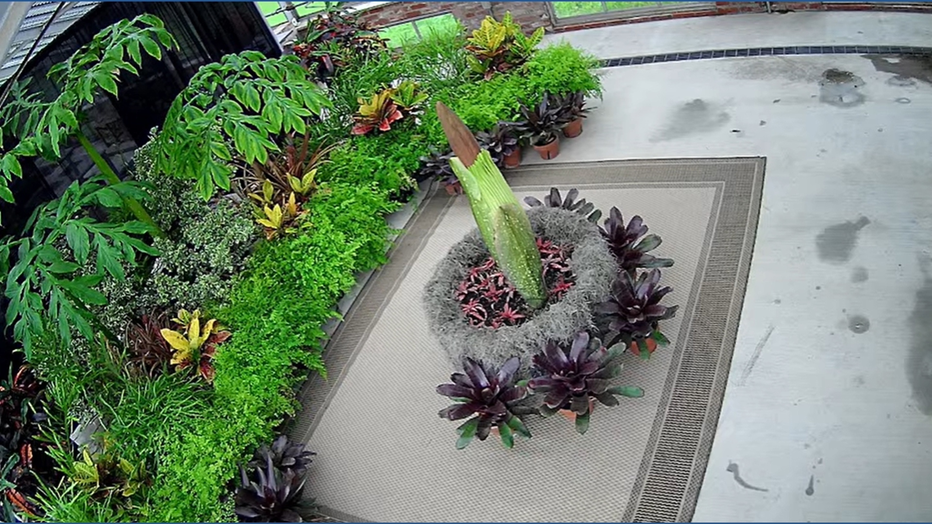 Shangri La Botanical Gardens in Orange showcases first corpse flower ...
