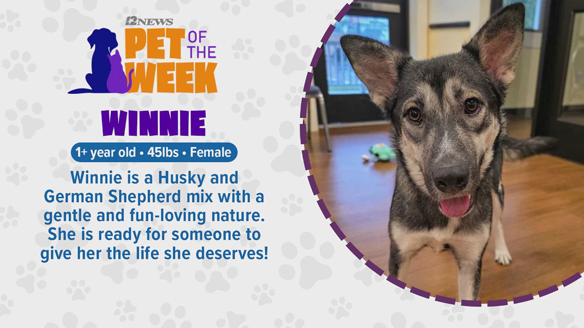 Husky-German Shepard mix, Winnie, is this week's Pet of the Week ...