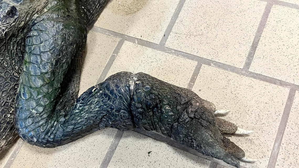 Alligator found with legs, mouth taped shut | 12newsnow.com