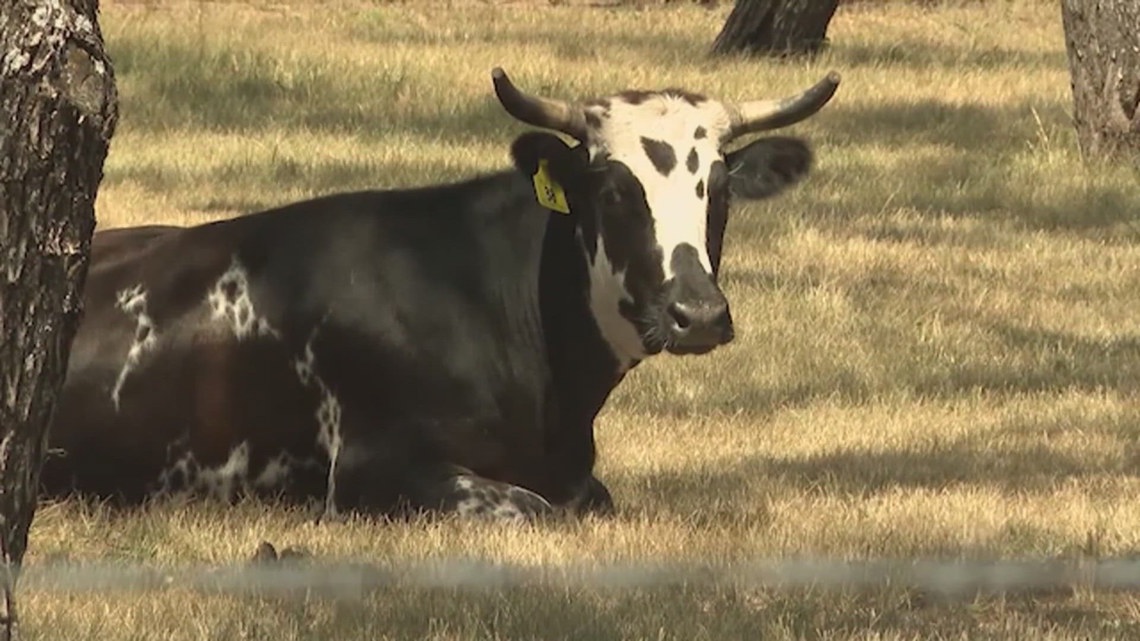 USDA secretary to unveil response plan after screwworm detected in ...