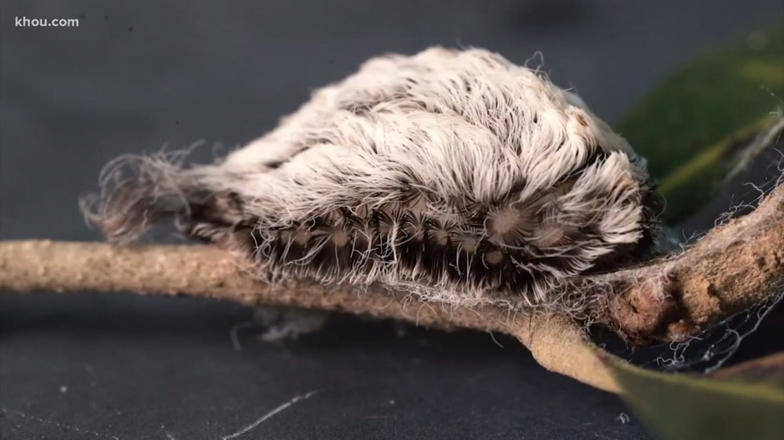 Texas hospital accidentally creates haven for asp caterpillars ...