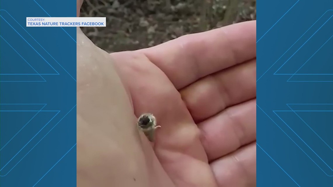 Mystery creature: Texas parks group posts video, welcomes guesses ...