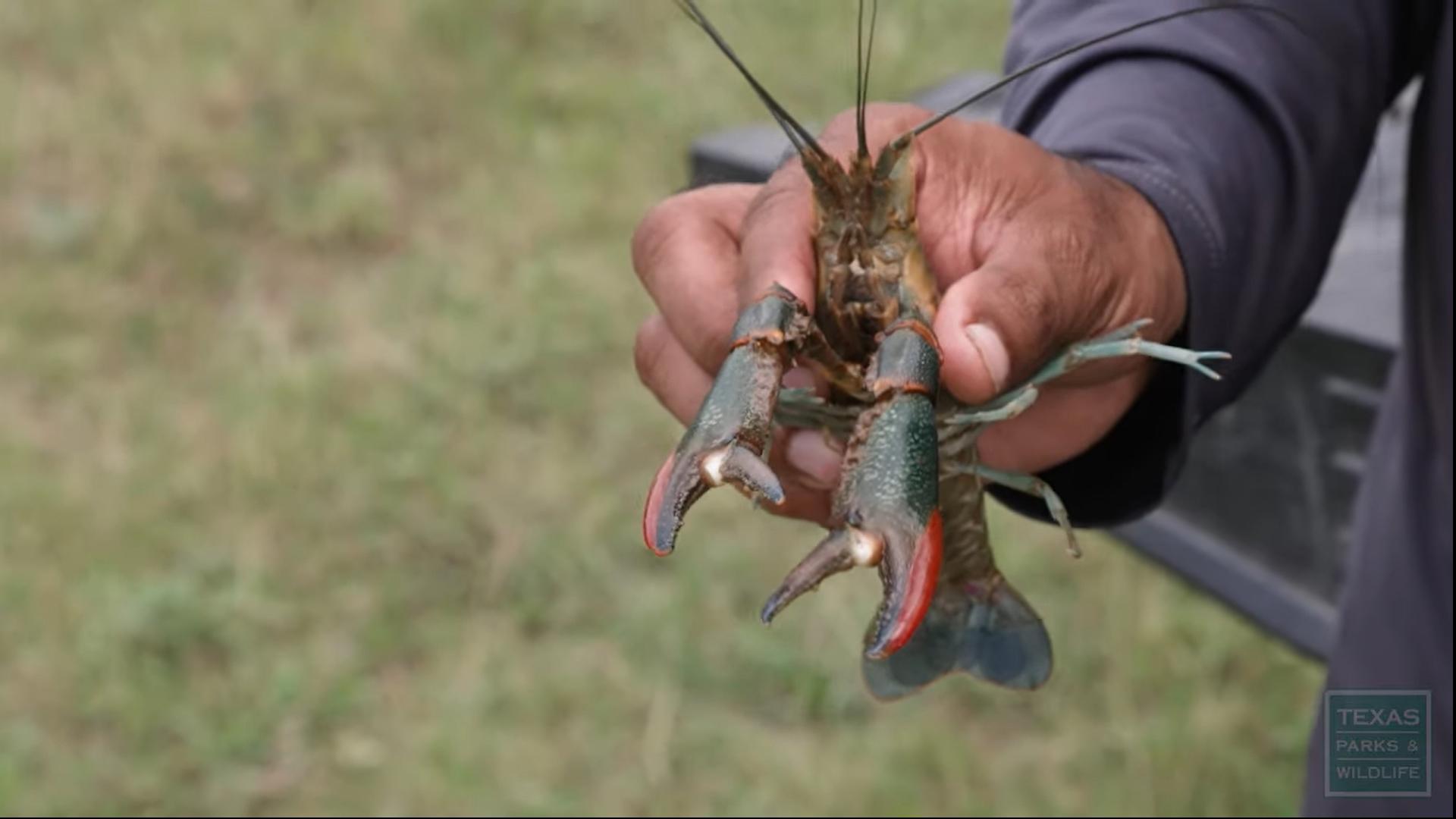 Scientists monitor invasive Australian crayfish threat in Texas ...