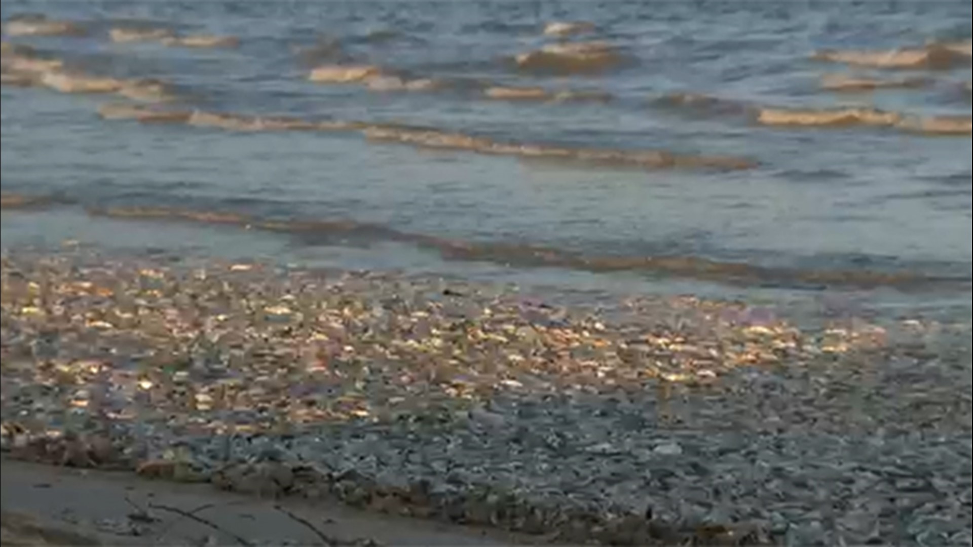 Why are dead fish on beaches in Brazoria County, Texas? | 12newsnow.com