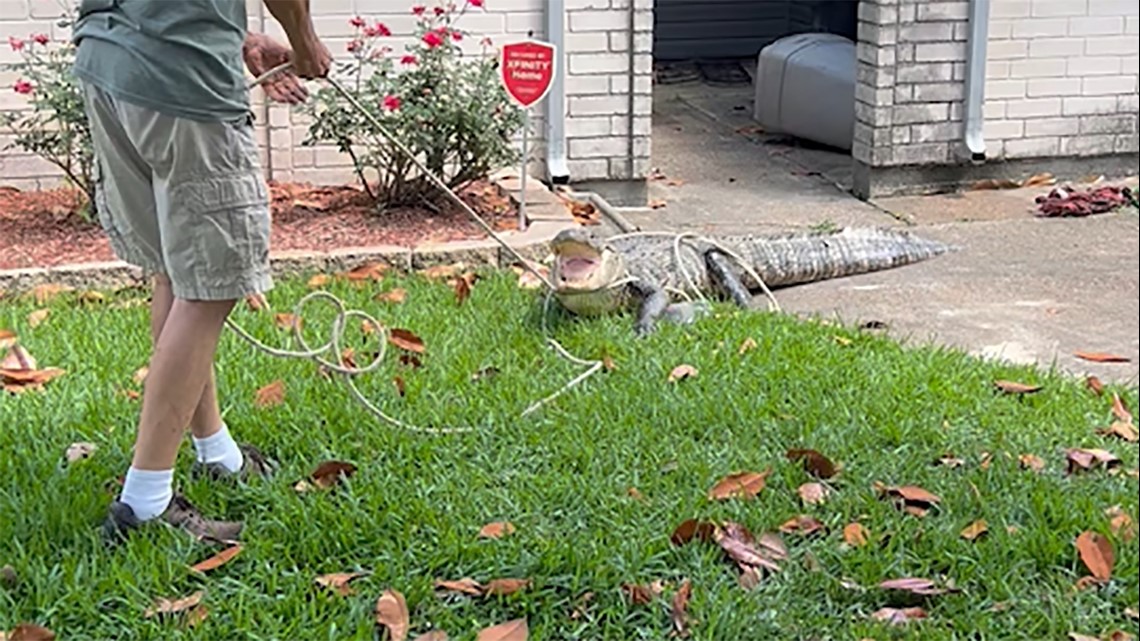 Alligator found in Humble area in Houston | 12newsnow.com