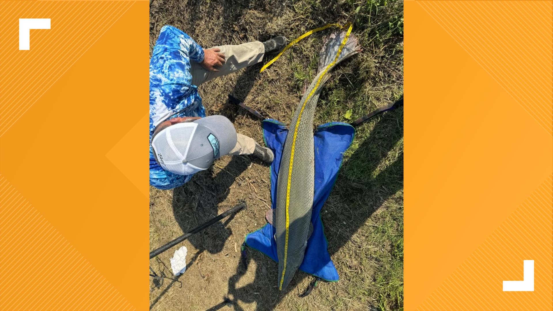 Man catches 153-pound alligator gar on Lake Livingston | 12newsnow.com