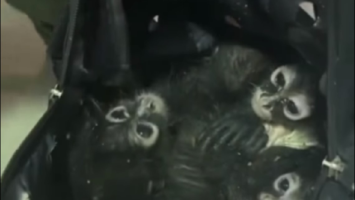 Border agents rescue spider monkeys at Texas border | 12newsnow.com