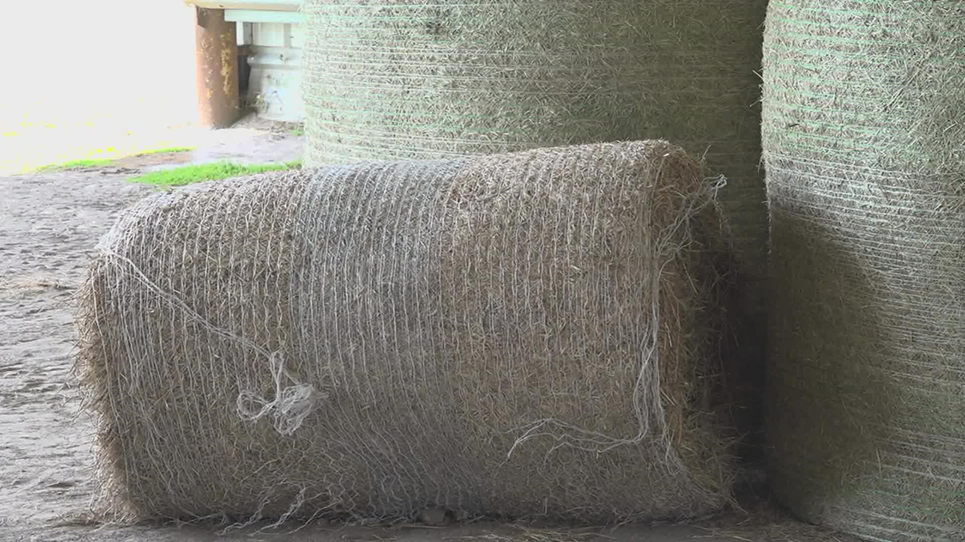 Hay shortage could lead to increase in prices for consumers | 12newsnow.com